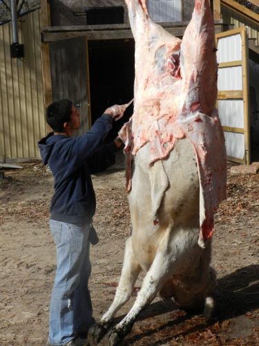 How Are Cows Slaughtered? - Grit